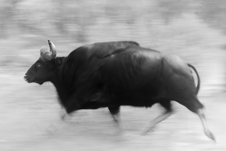 Marka mühendisliği: Red Bull Racing – Arda Çetin